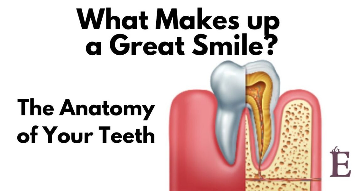 The Anatomy of Your Teeth - Dr. E Dentistry